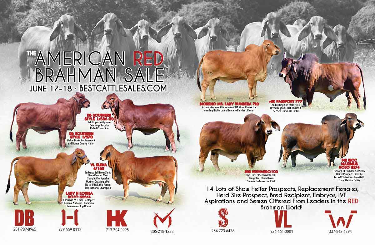 HK Cattle on The American Red Brahman Sale - HK Cattle